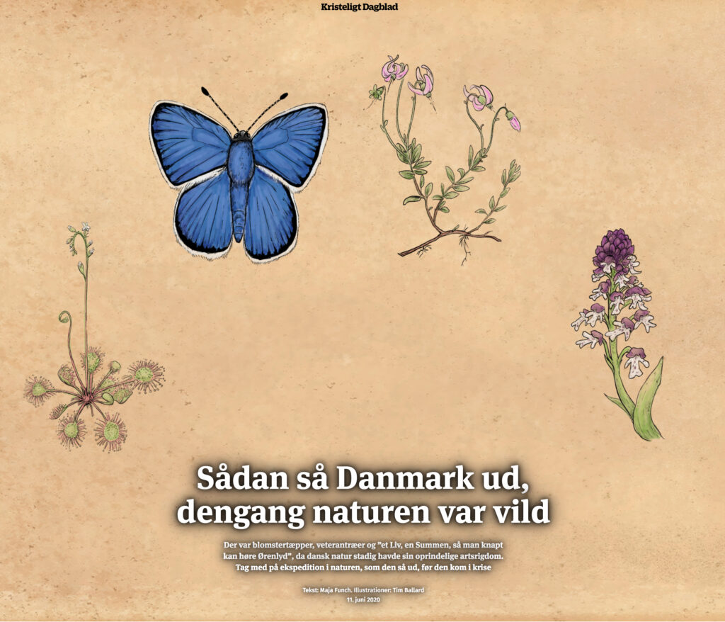 Sådan så Danmark ud, dengang naturen var vild | NATURBESKYTTELSE.DK