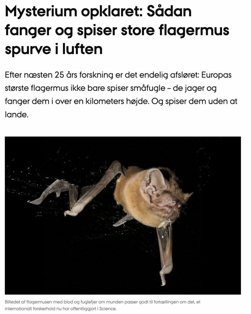 Flagermus fanger og spiser spurve i luften | NATURBESKYTTELSE.DK
