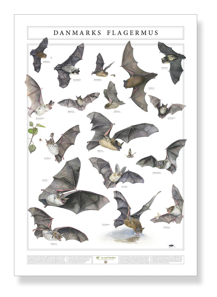 NYHED – plakat med alle Danmarks flagermus | NATURBESKYTTELSE.DK