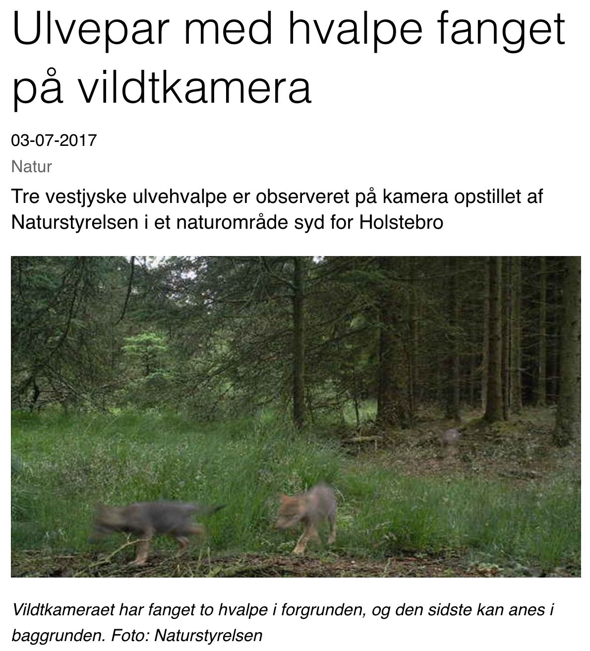 Så er der dokumentation for ynglende ulve i Danmark | NATURBESKYTTELSE.DK