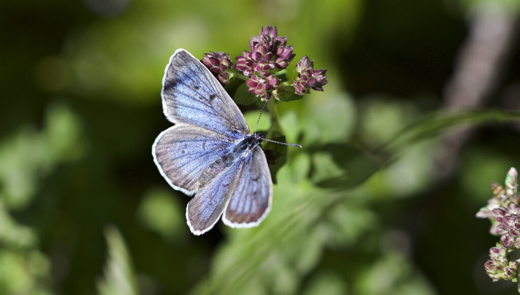 Miljøministeren freder truede sommerfugle mod indfangning ...